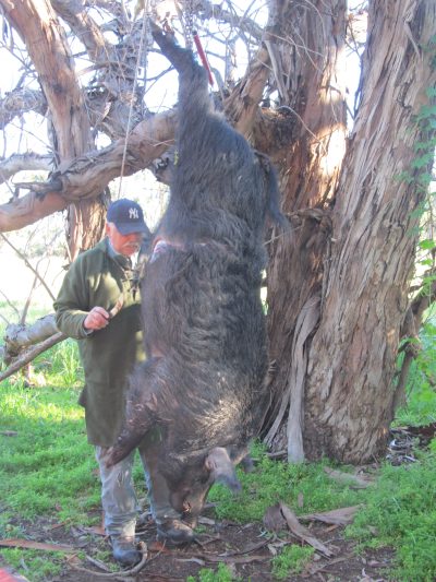 Guided Wild Pig Hunts in California - Central Coast Outfitters