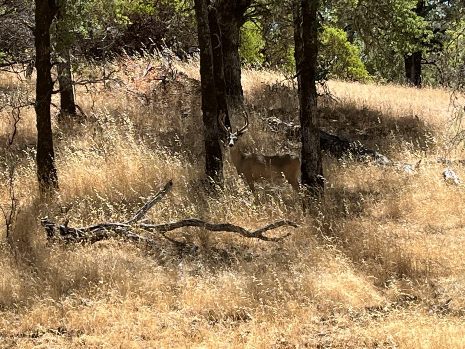 Black Tail Deer Hunting Guide: California's Best Locations & Tips ...