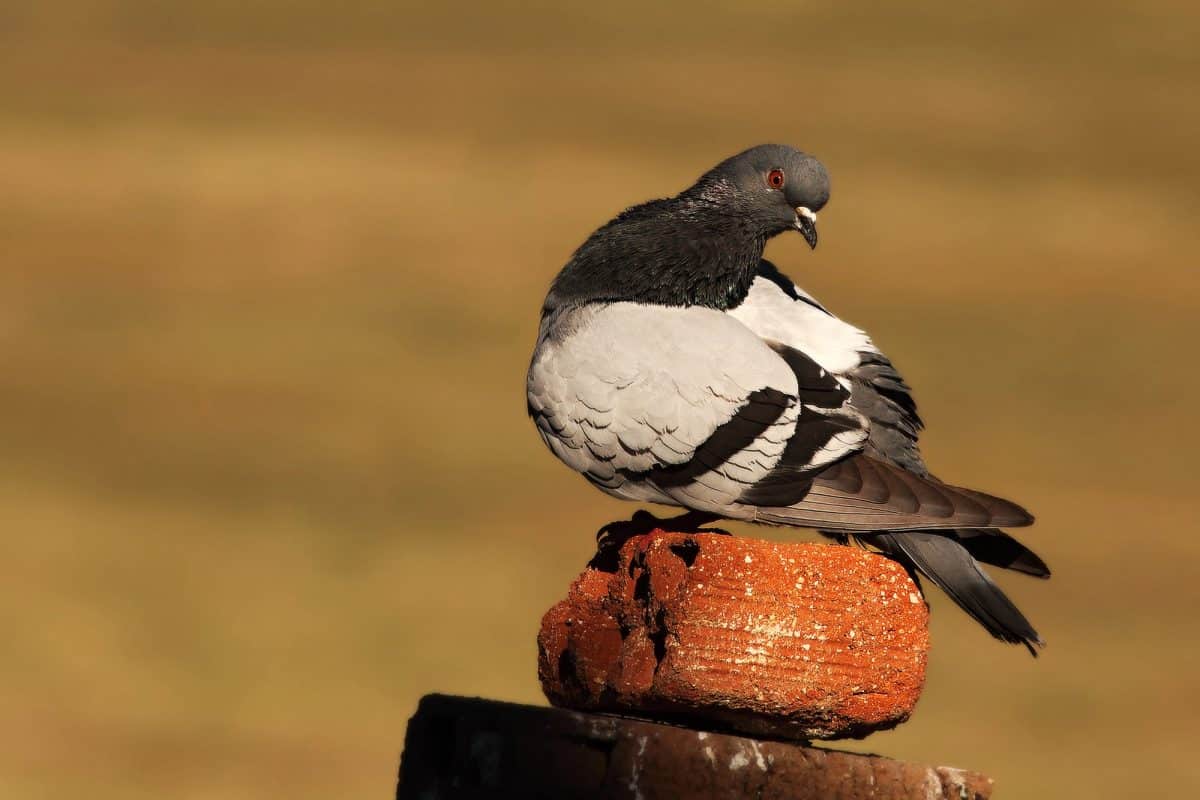 California Dove Hunting Guide 2024 - Central Coast Outfitters