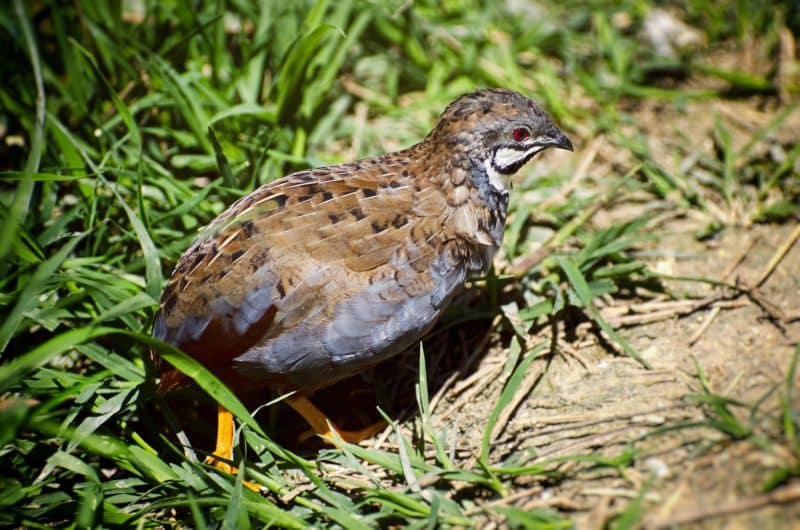 Your Guide to Quail Hunting in California - Central Coast Outfitters
