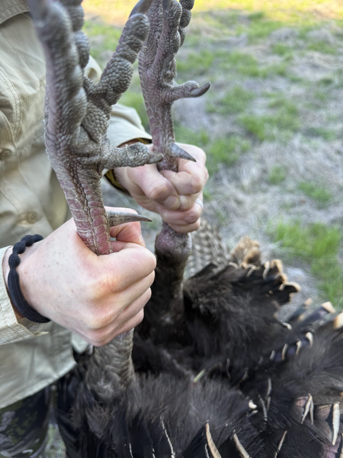 Where Wild Turkeys in California Come From - Central Coast Outfitters